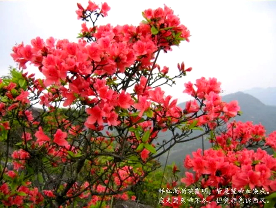 rhododendron – All Things Chinese