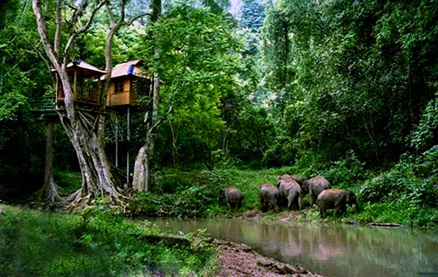 elephant-home – All Things Chinese